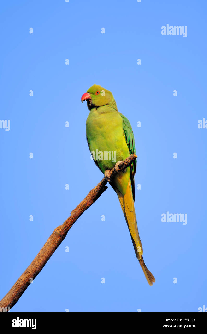 Indian Ring-necked Parakeet or Rose-ringed Parakeet (Psittacula krameri ...