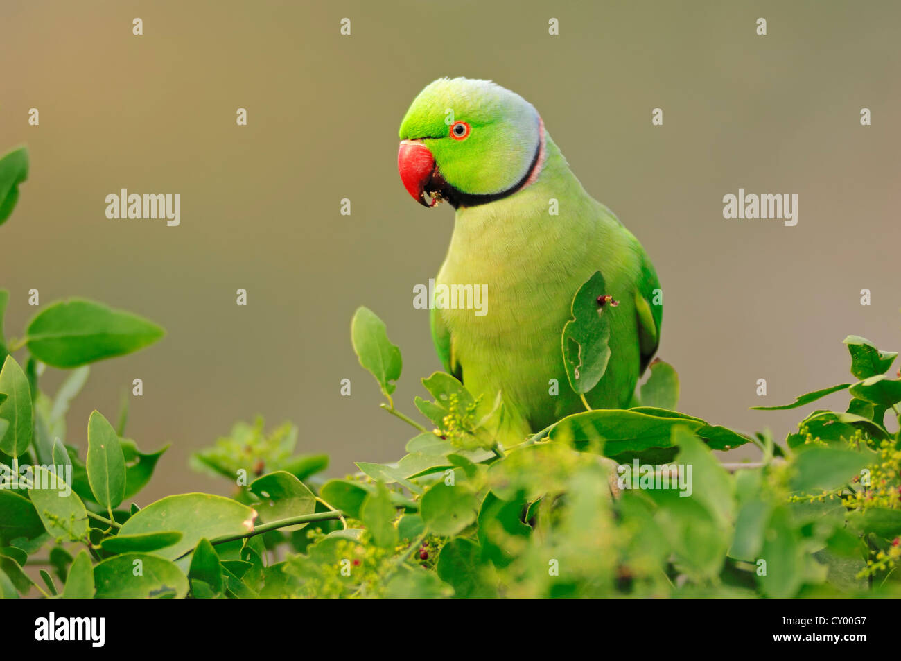 Indian Ring-necked Parakeet or Rose-ringed Parakeet (Psittacula krameri ...