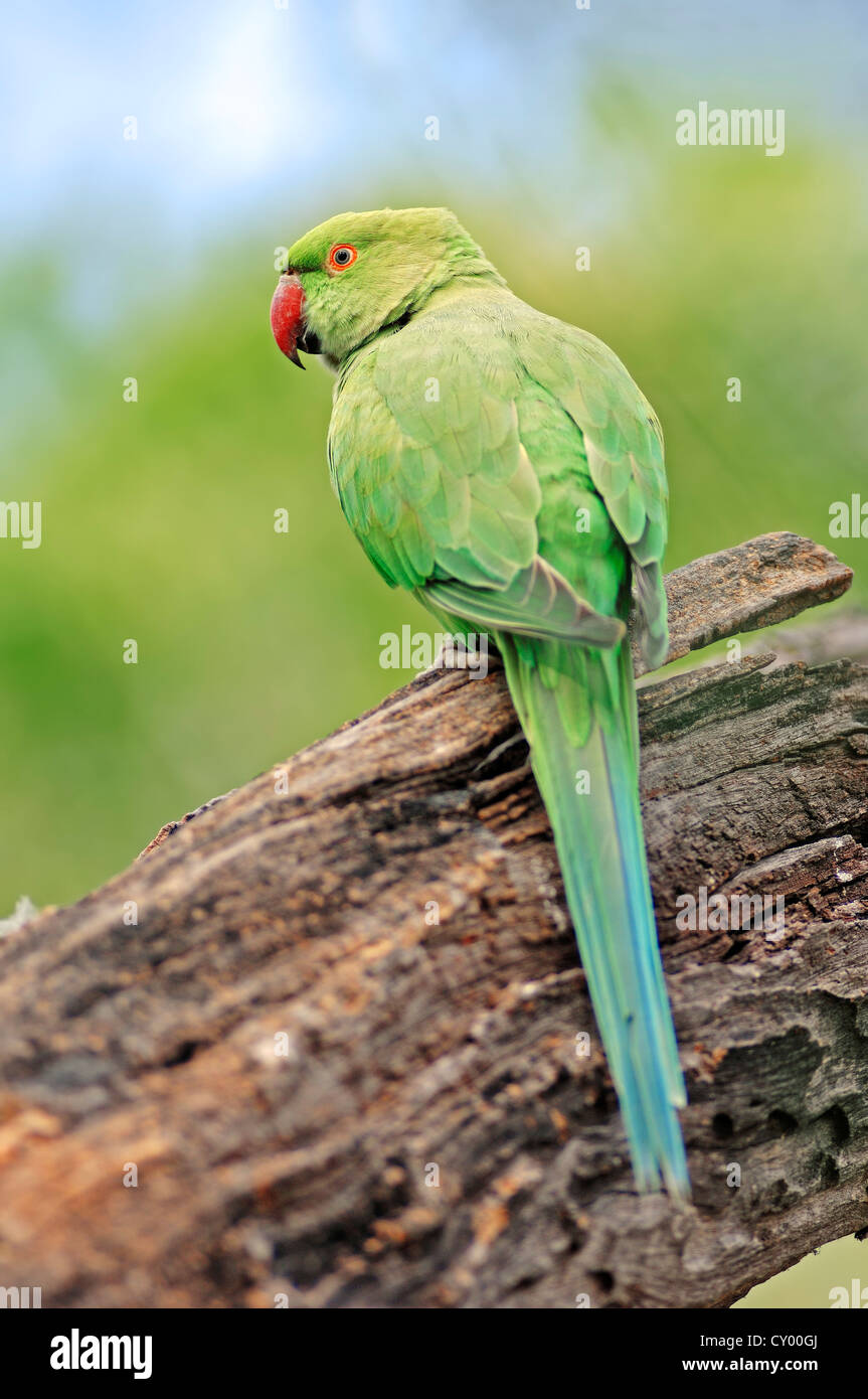 Indian Ring-necked Parakeet or Rose-ringed Parakeet (Psittacula krameri ...