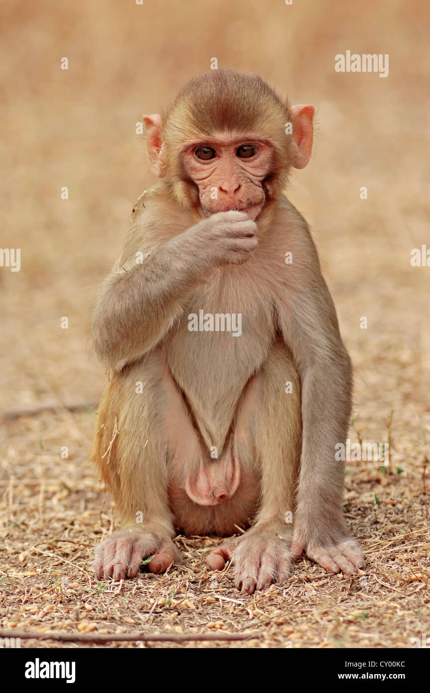 Rhesus Monkey or Rhesus Macaque (Macaca mulatta), male, juvenile, Keoladeo Ghana National Park ...