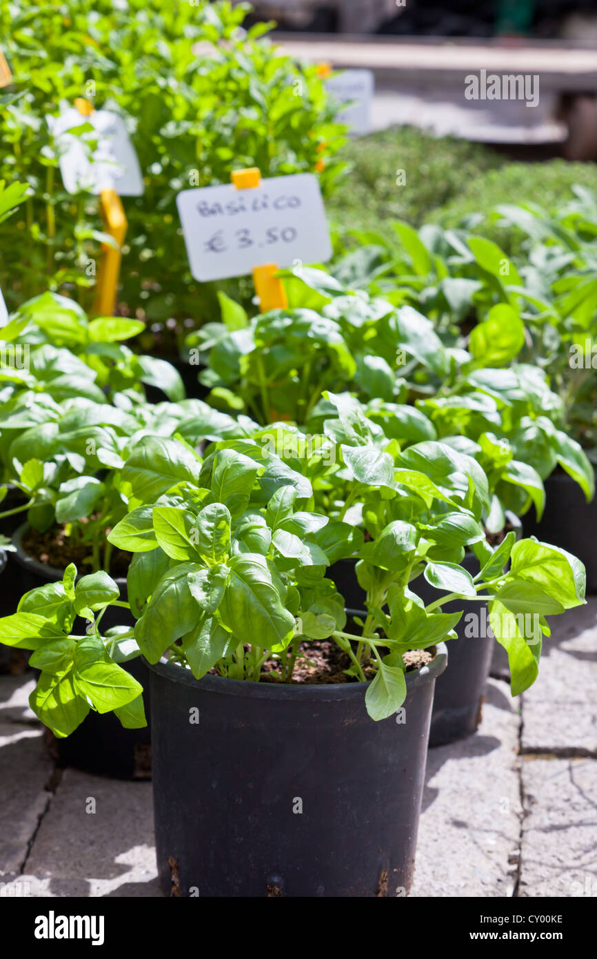 Homegrown basil seedling pots at the Italian market Stock Photo - Alamy