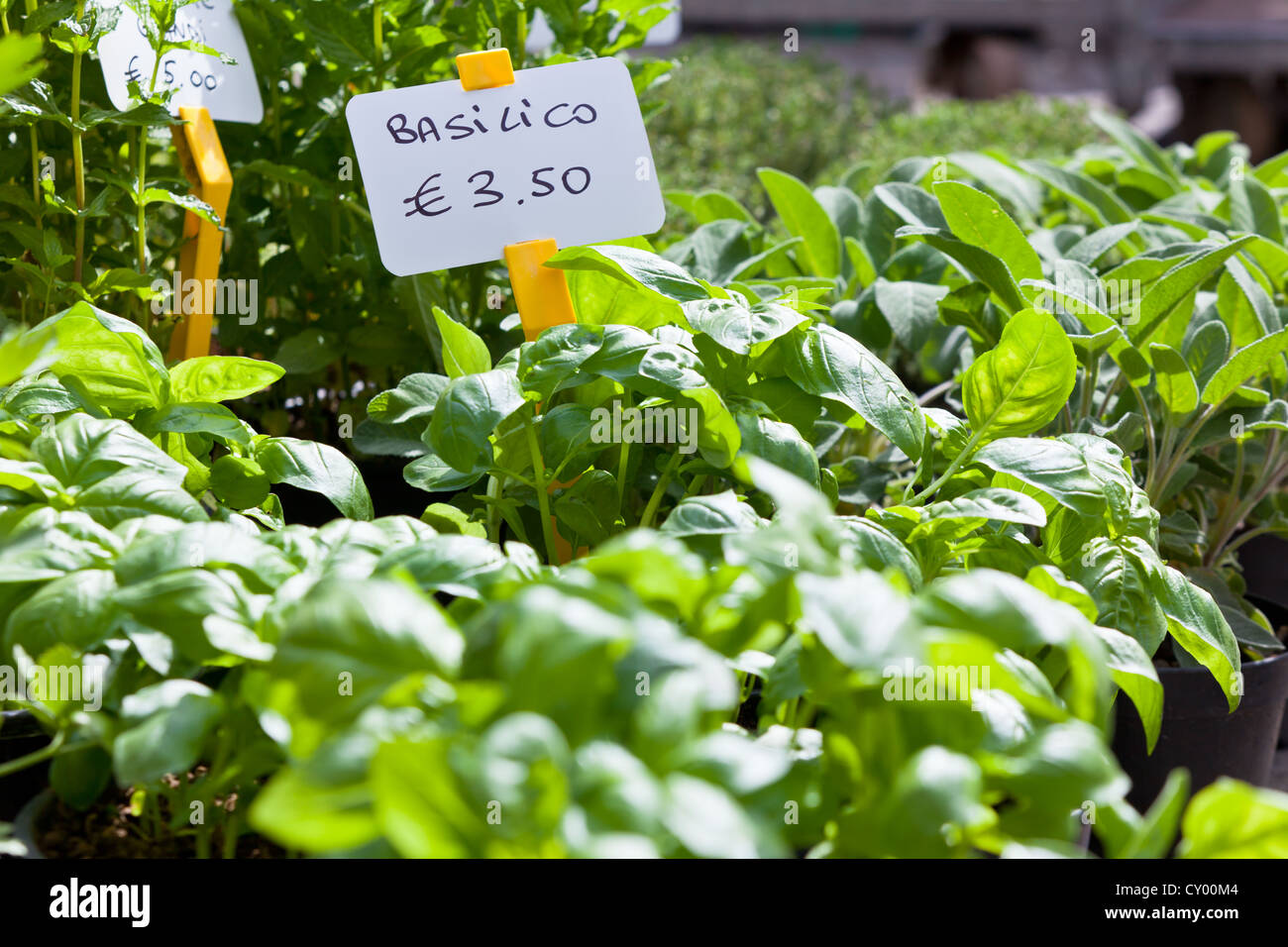 Homegrown basil seedling pots at the Italian market Stock Photo - Alamy