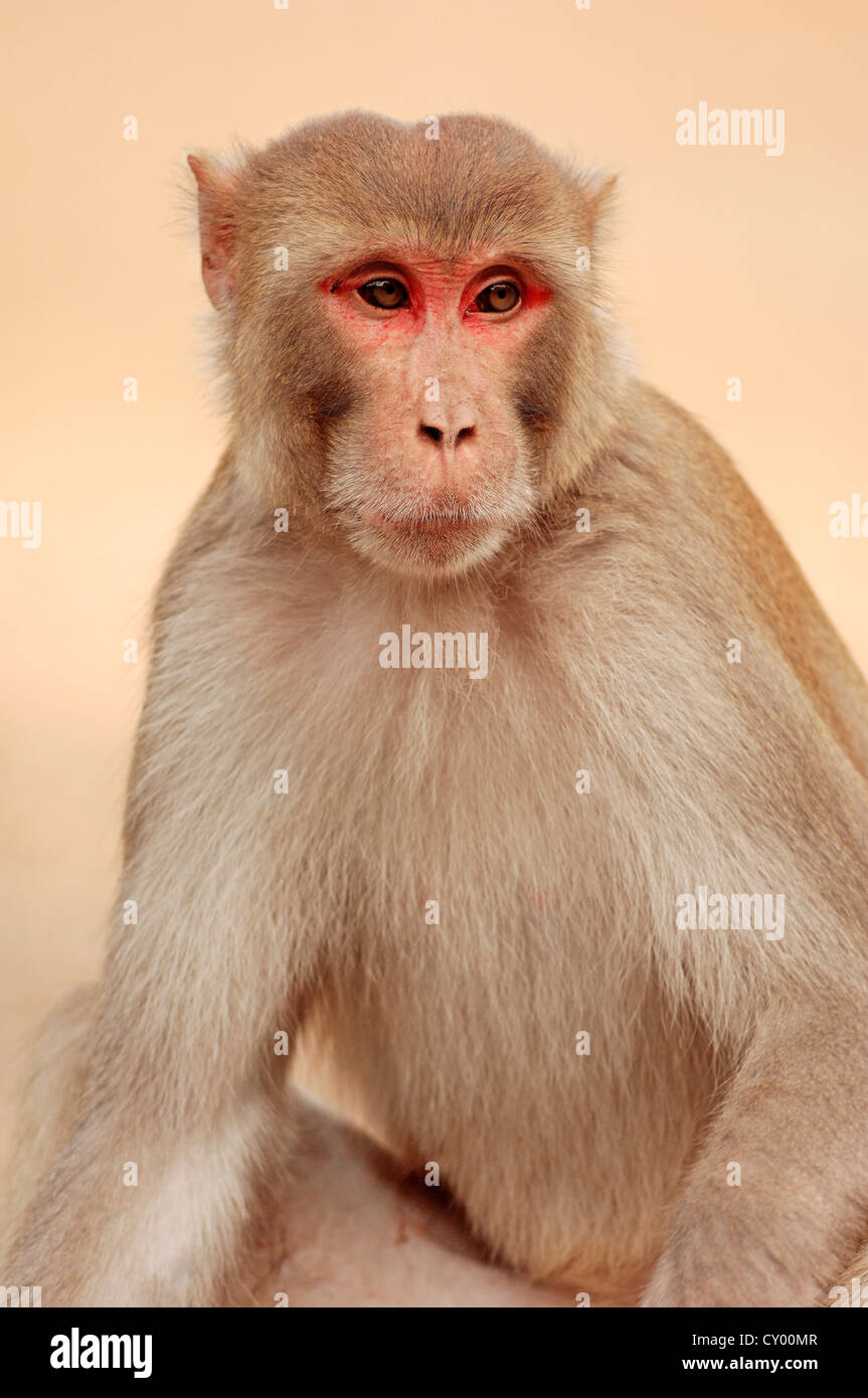 Rhesus Monkey or Rhesus Macaque (Macaca mulatta), male, Keoladeo Ghana ...