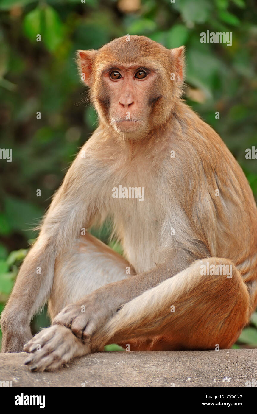 Rhesus Monkey or Rhesus Macaque (Macaca mulatta), Keoladeo Ghana National Park, Rajasthan, India ...