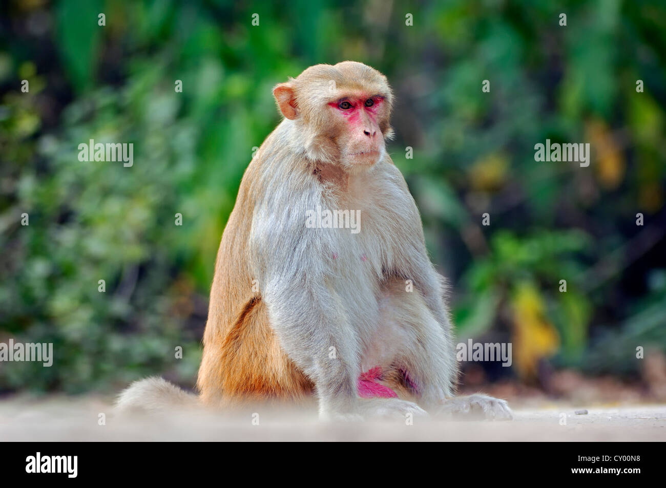 India macaca mulatta primate old world rhesus monkey macaque hi-res ...