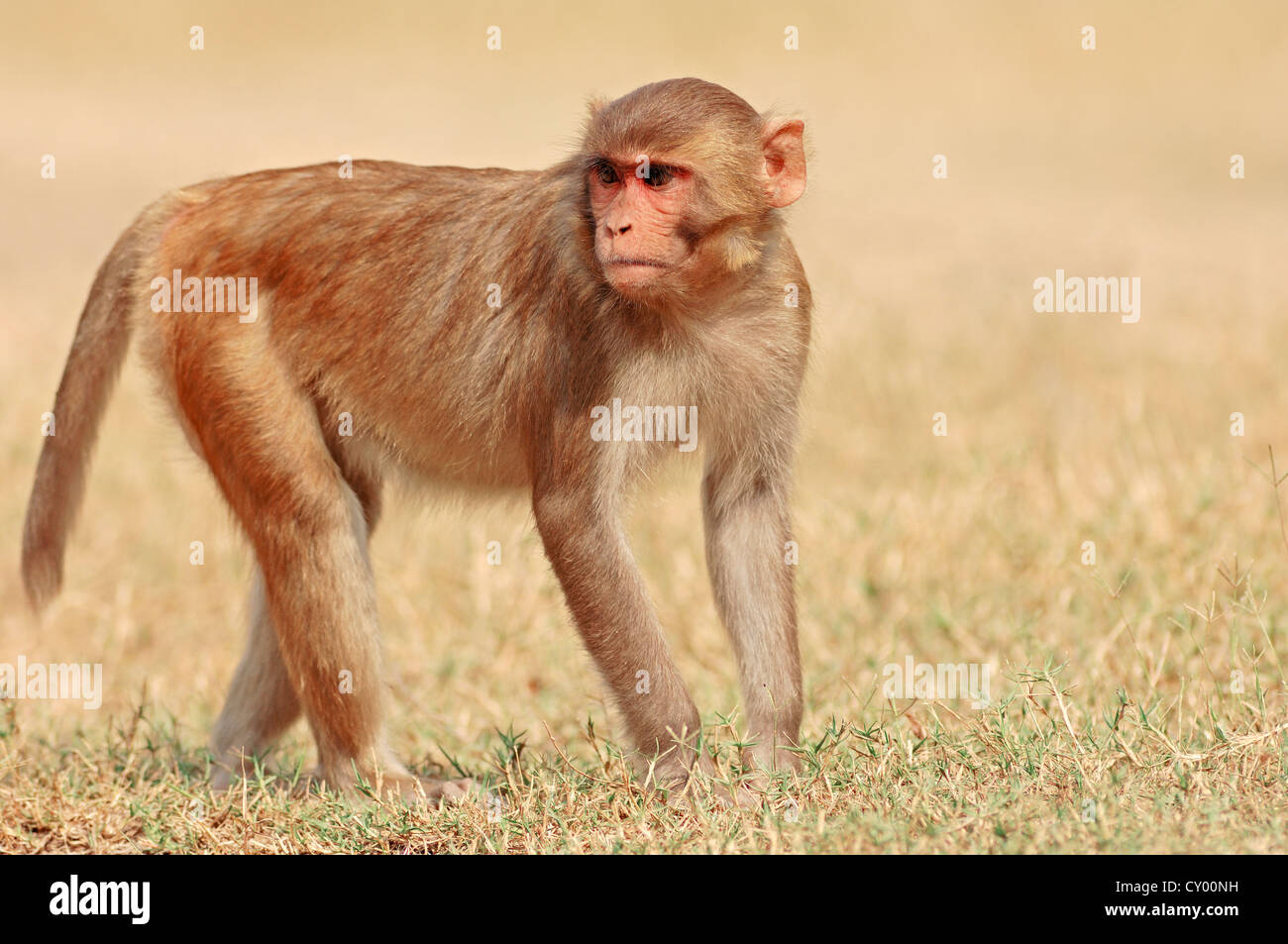 Rhesus apes macaca mulatta hi-res stock photography and images - Alamy