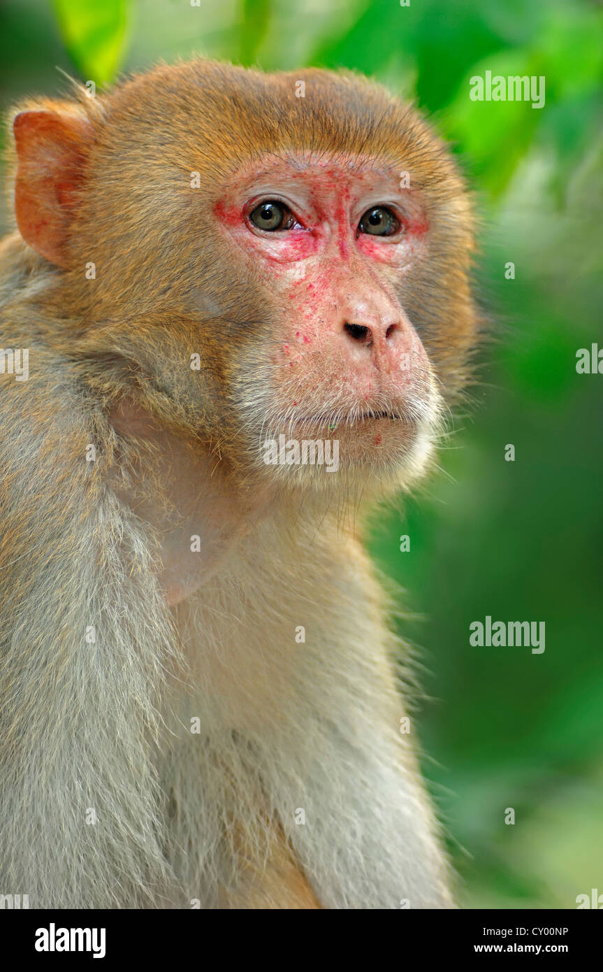 India macaca mulatta primate old world rhesus monkey macaque hi-res stock photography and images ...