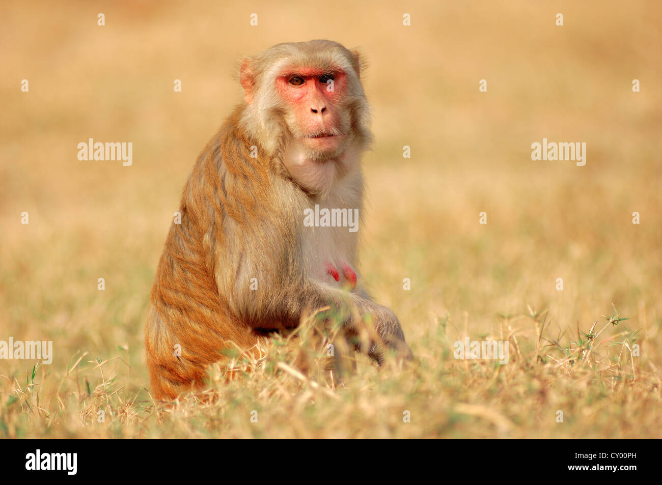 India macaca mulatta primate old world rhesus monkey macaque hi-res stock photography and images ...