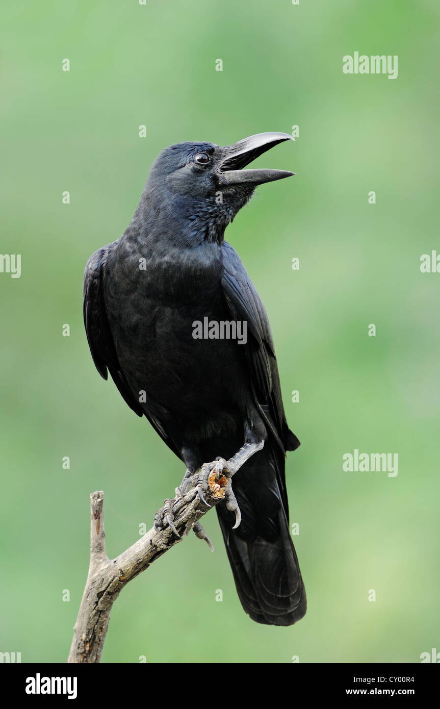 Jungle Crow, Large-billed or Thick-billed Crow (Corvus macrorhynchos ...