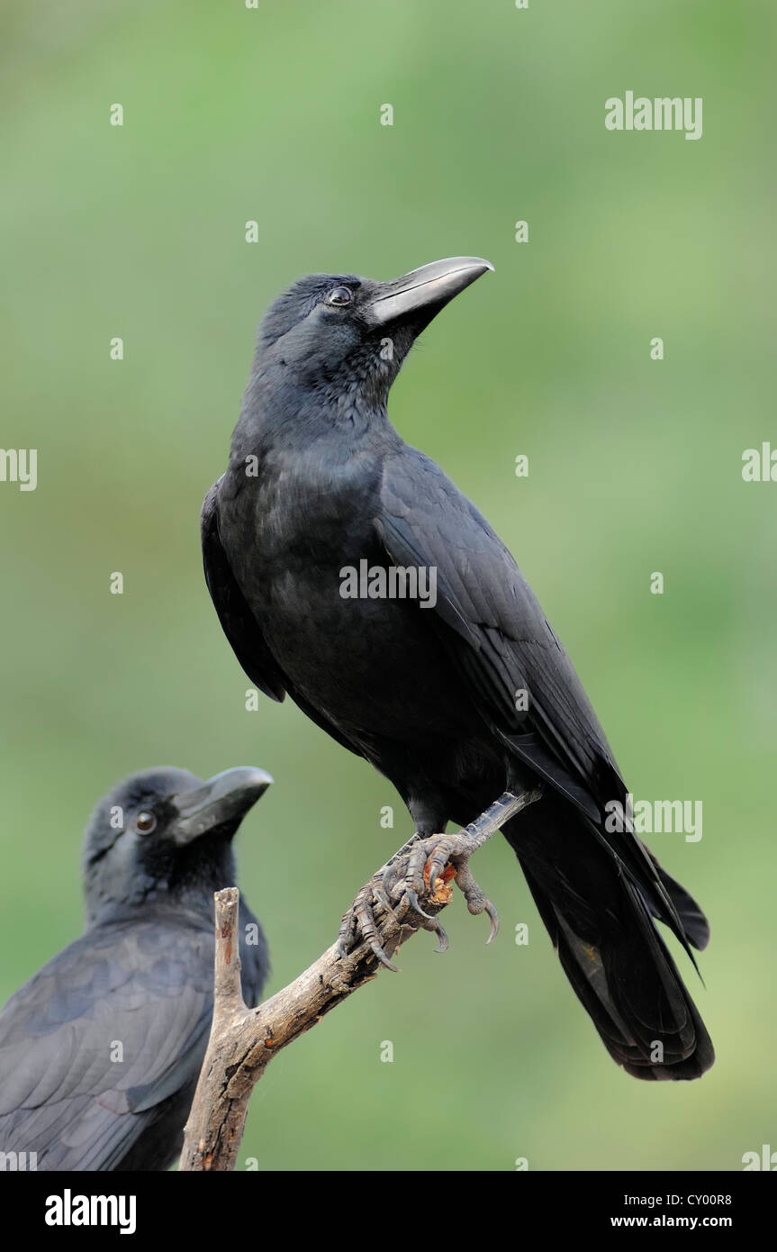 Indian jungle crows hi-res stock photography and images - Alamy