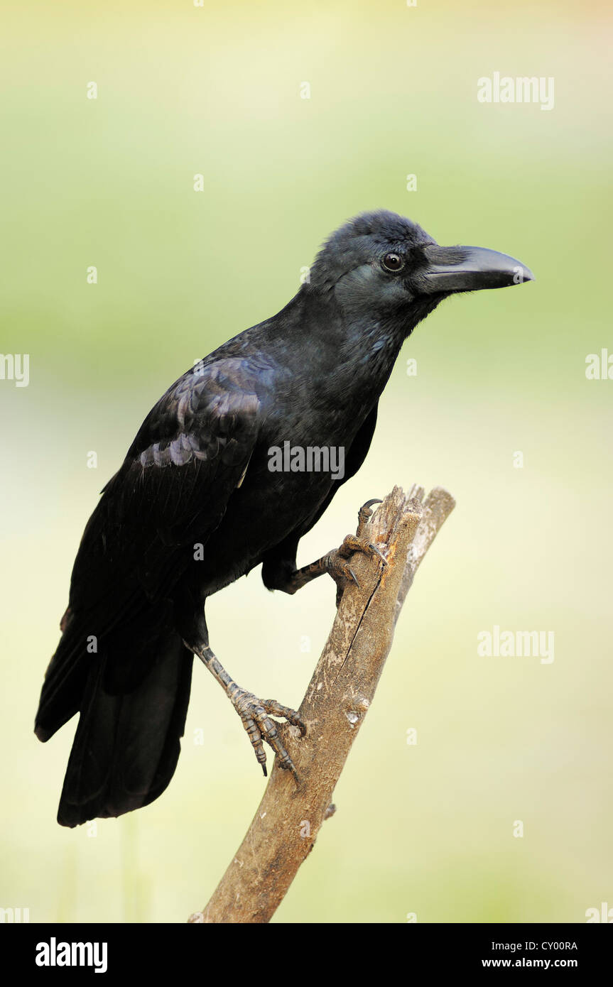 Indian jungle crows hi-res stock photography and images - Alamy