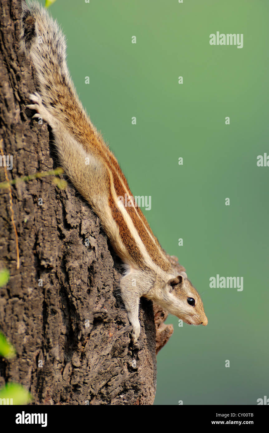 Five squirrels hi-res stock photography and images - Alamy