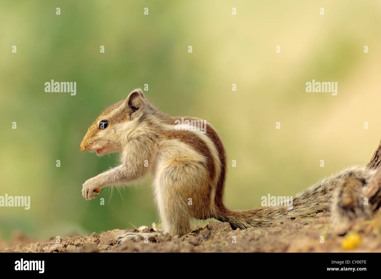Five-striped Palm Squirrel or Northern Palm Squirrel (Funambulus ...