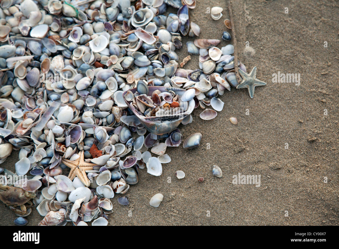 Shells on the beach Stock Photo - Alamy