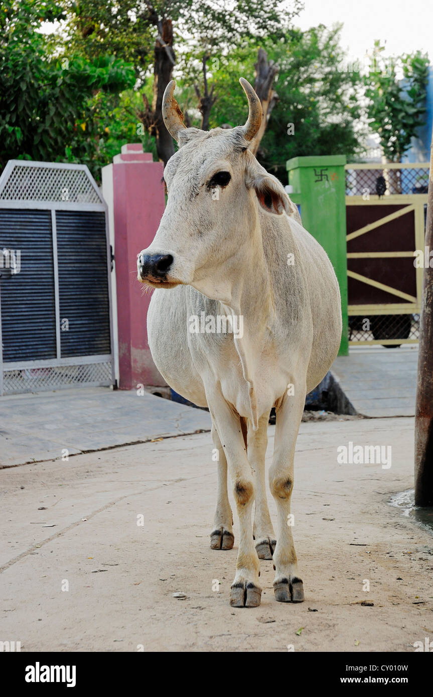 Bos Indicus Indian Zebu Humped Stock Photos & Bos Indicus Indian Zebu ...