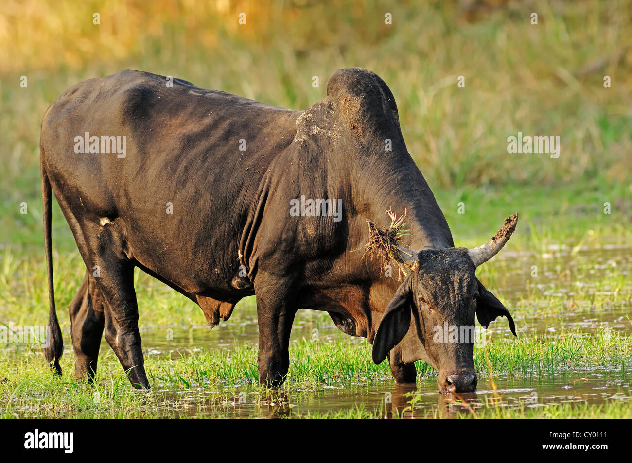 Zebu cattle (Bos primigenius indicus), drinking, Rajasthan, India, Asia ...