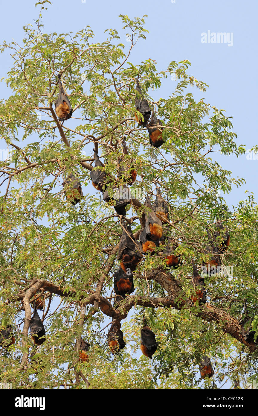 Indian Flying Fox (Pteropus giganteus), sleeping in tree, Rajasthan ...