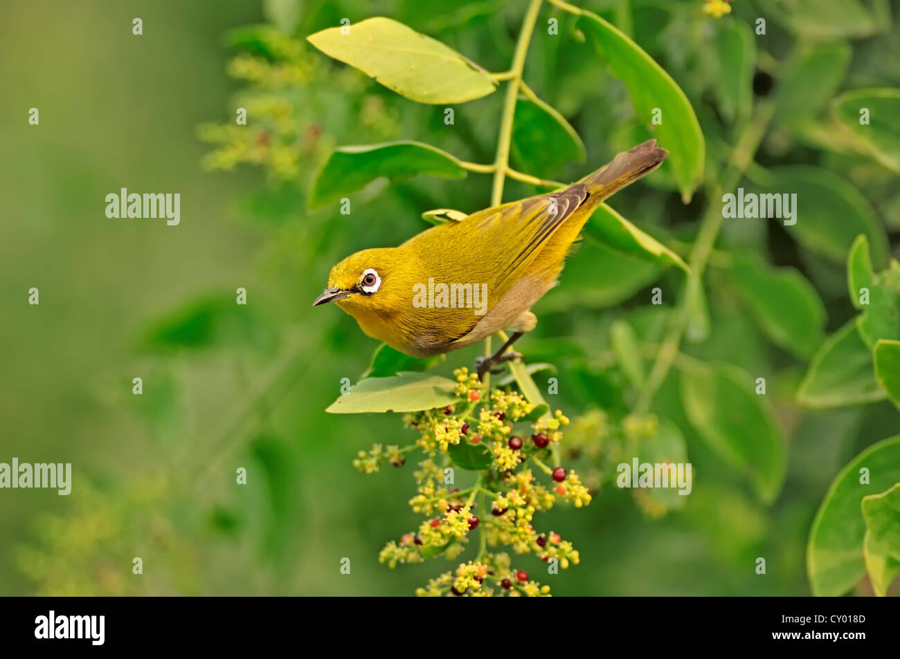 Oriental White-eye (Zosterops palpebrosus), Keoladeo Ghana National ...