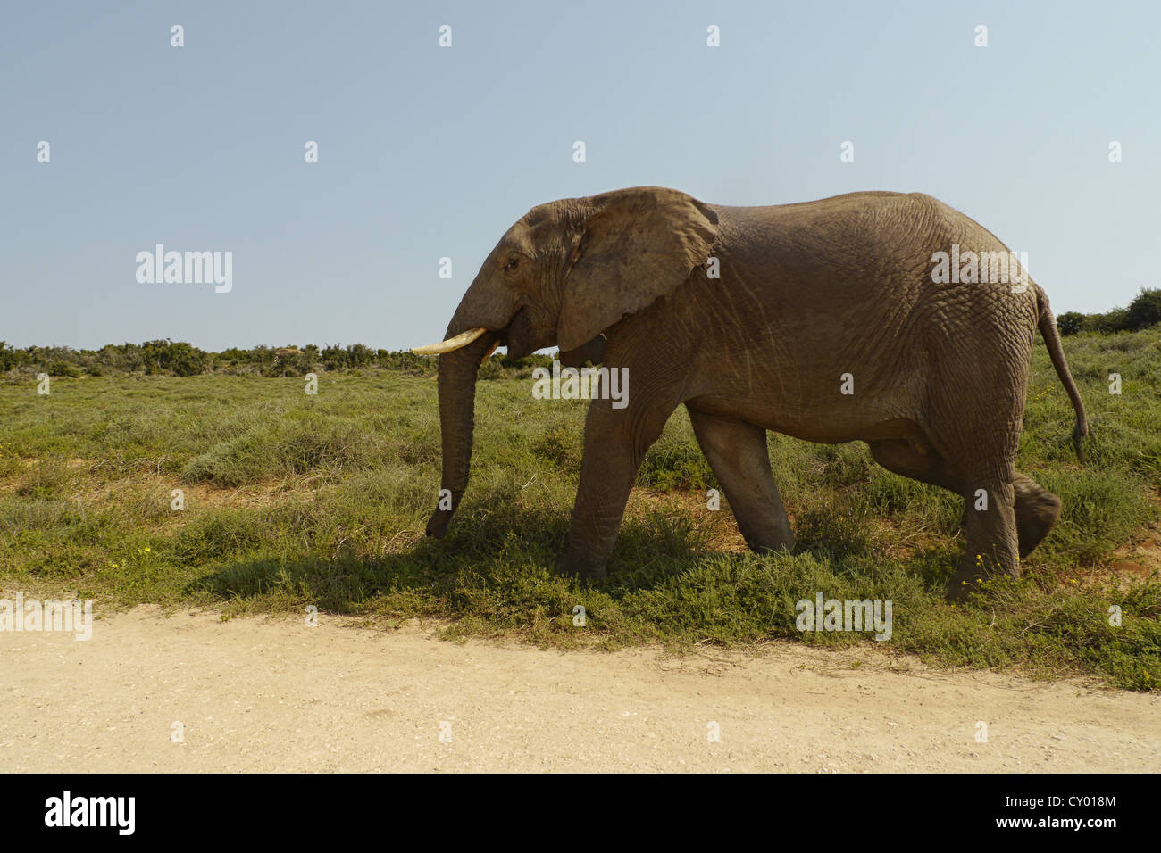 male elephant walking along a road Stock Photo - Alamy