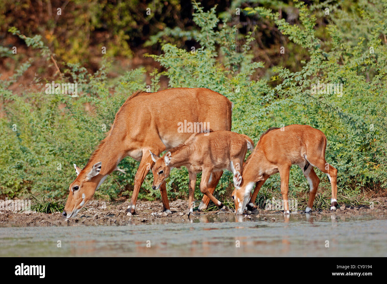 Nilgai or Nilgau antelope (Boselaphus tragocamelus), female with calves ...