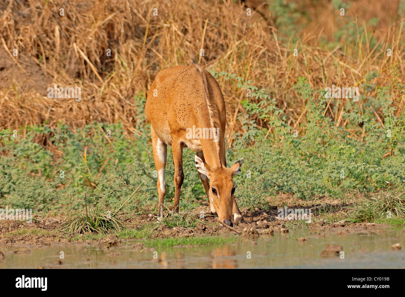 Nilgai or Nilgau antelope (Boselaphus tragocamelus), female, drinking ...