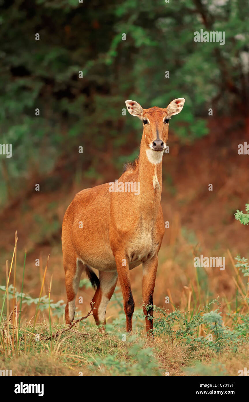 Nilgai Antelope