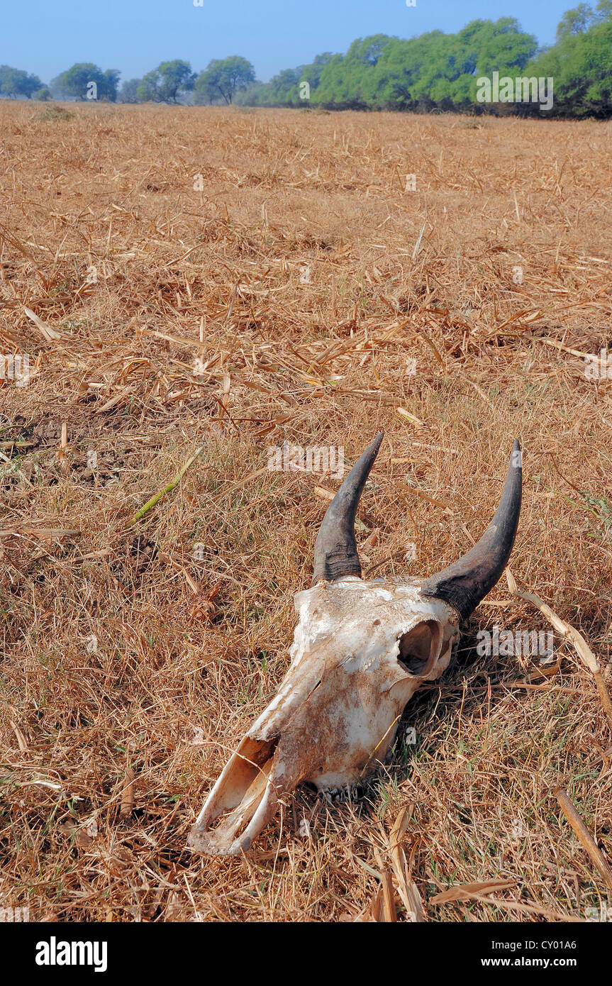 Nilgai skull - munimoro.gob.pe
