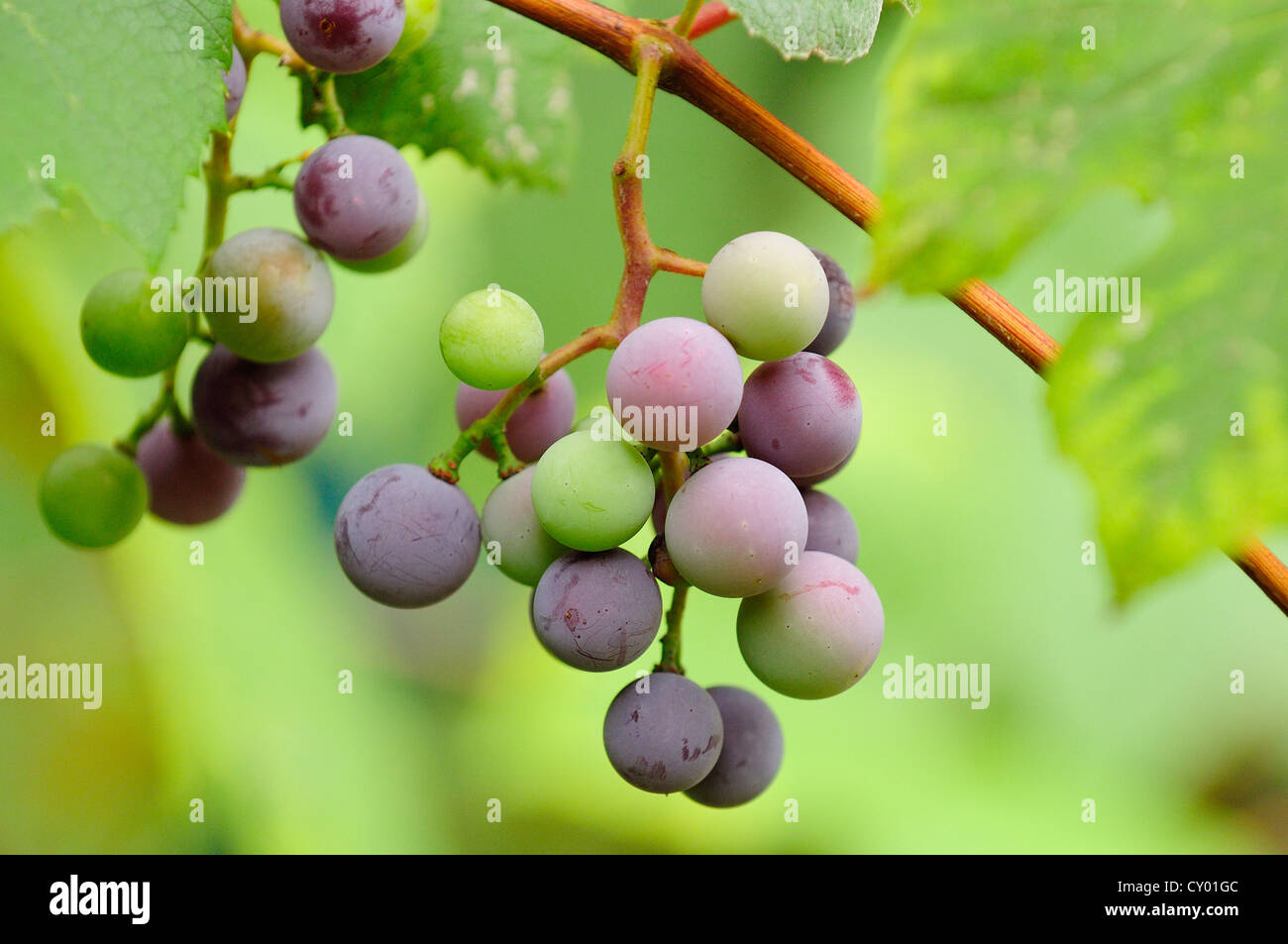 Concord grapes growing on backyard vine Stock Photo - Alamy