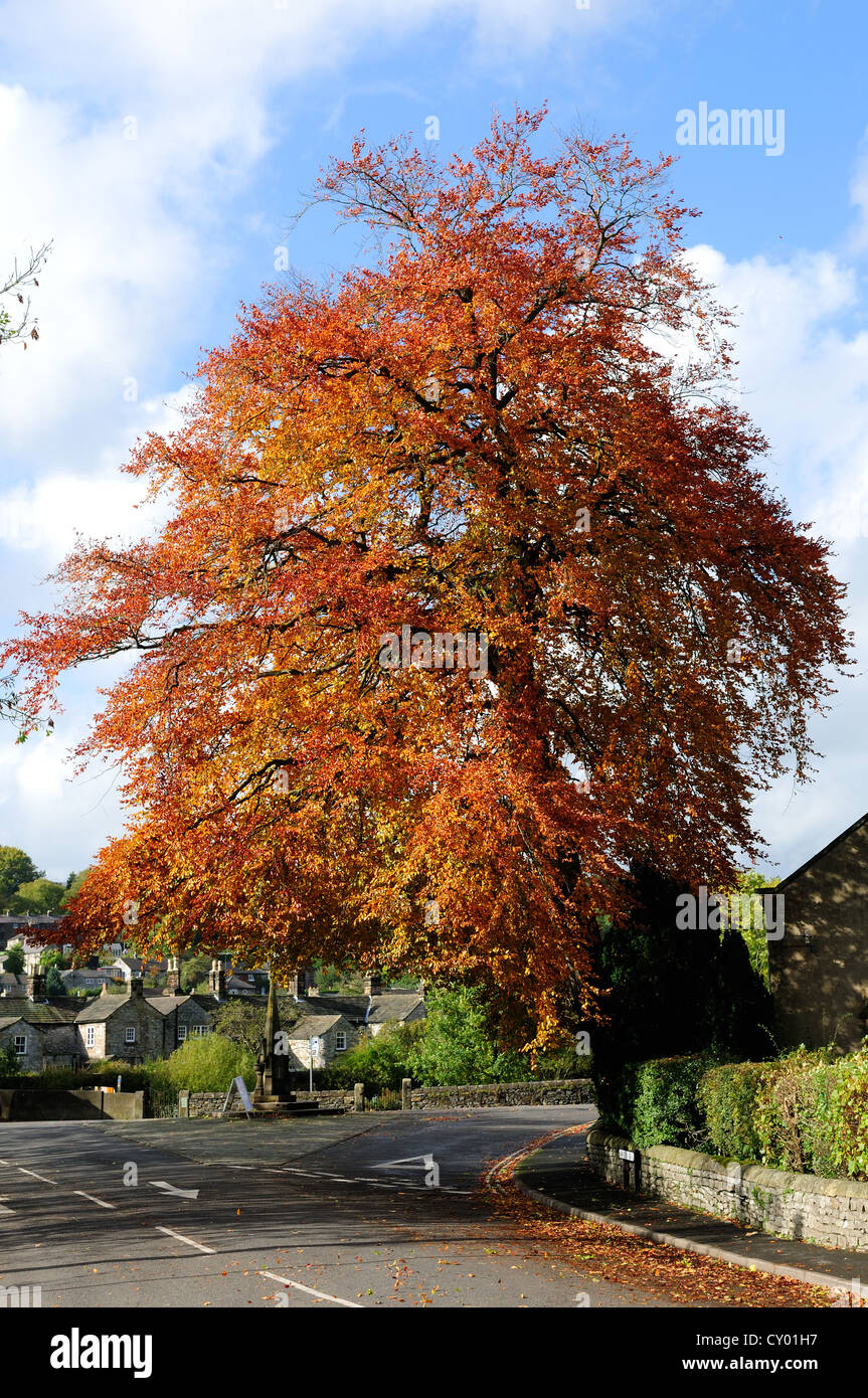 Rotten beech trees hi-res stock photography and images - Alamy