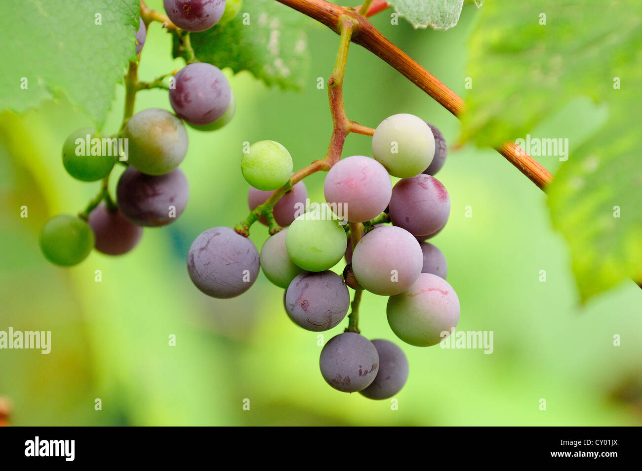 Concord grape vine hi-res stock photography and images - Alamy