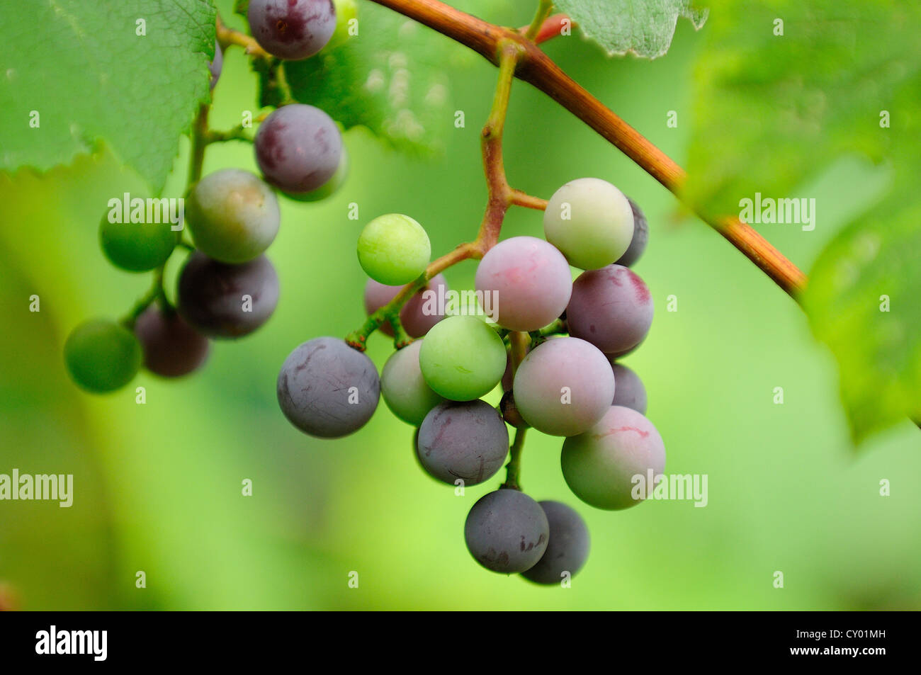 Concord grape vine hi-res stock photography and images - Alamy