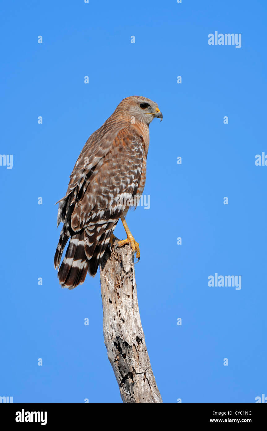 Red-shouldered Hawk (Buteo lineatus), Everglades National Park, Florida ...