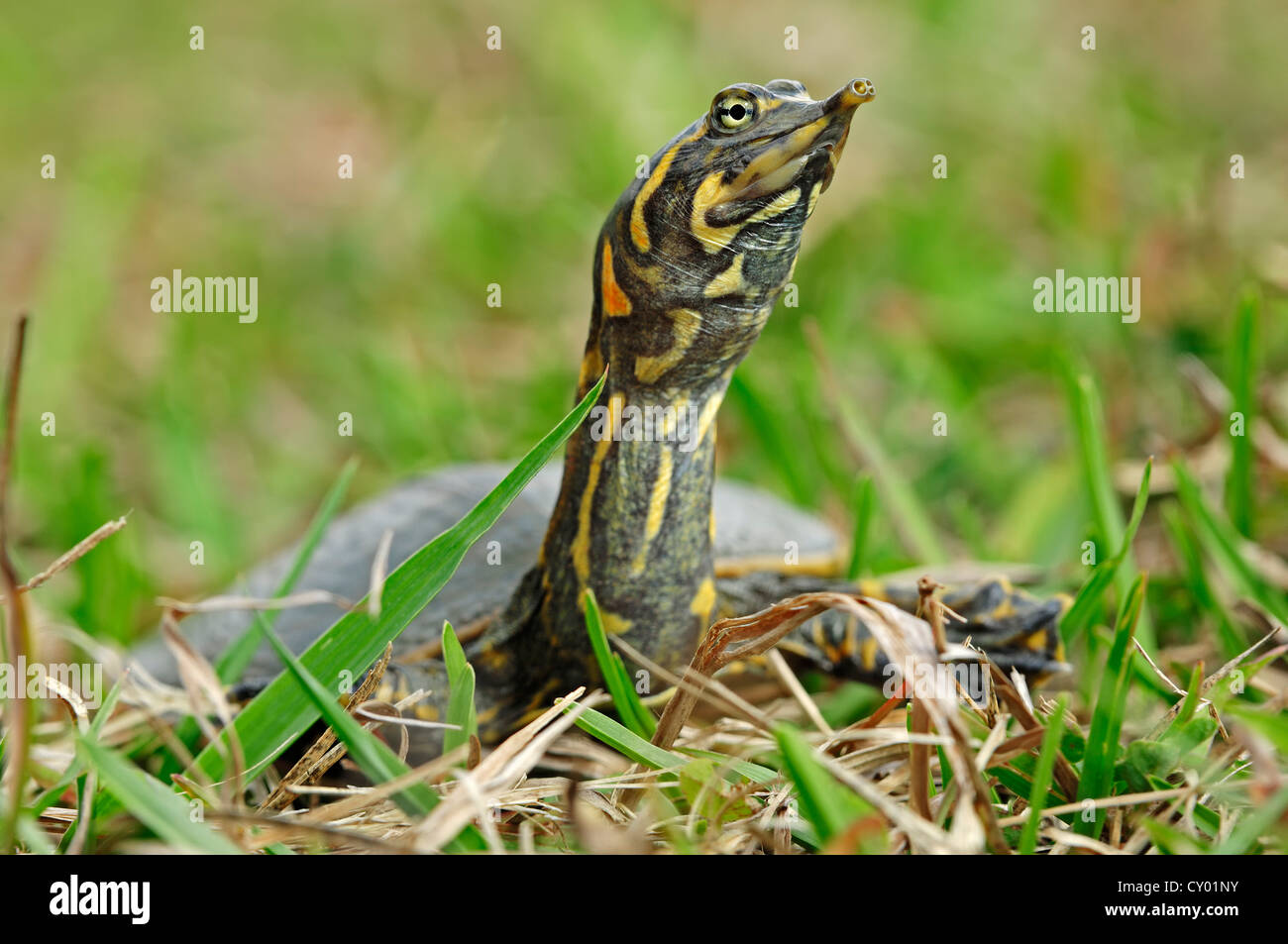 Florida Softshell Turtle (Apalone ferox, Trionyx ferox), juvenile ...