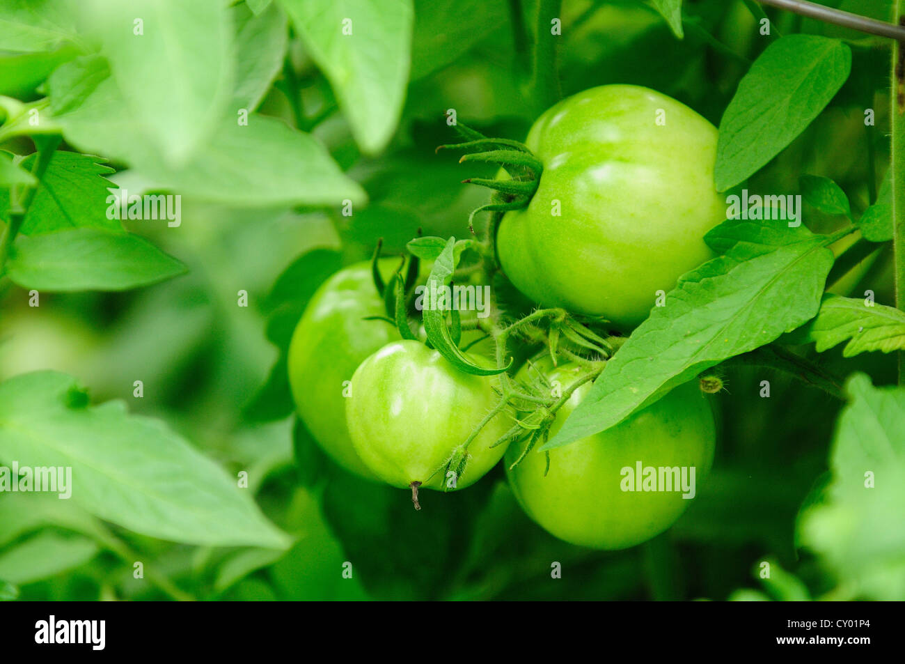 Young Tomato's growing in home garden Stock Photo - Alamy