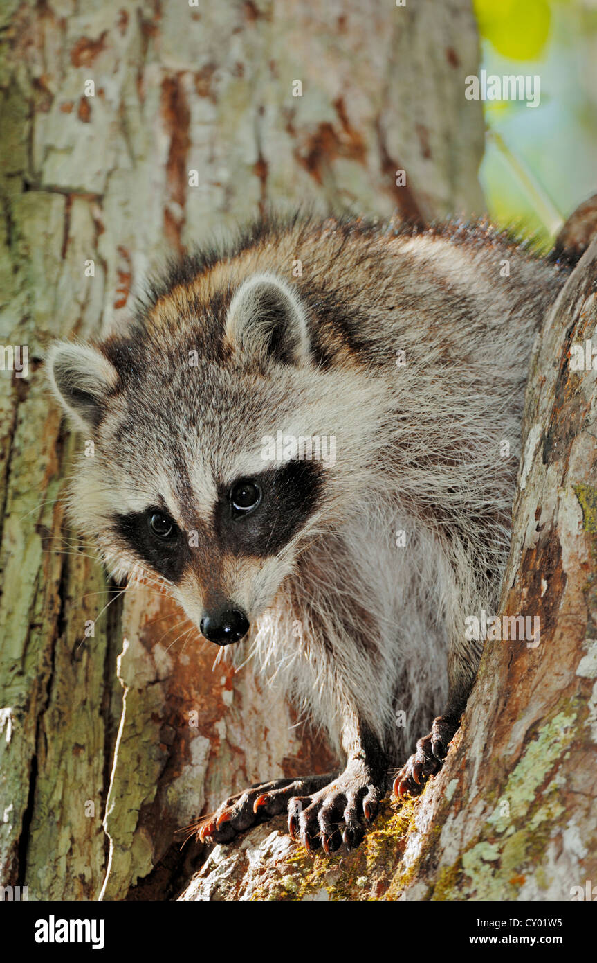 North American Raccoon (Procyon lotor), Everglades National Park ...