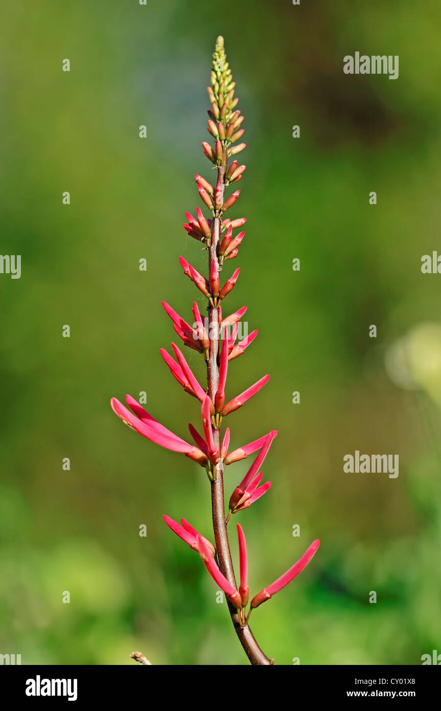 Coral Bean, Cherokee Bean, Red Cardinal or Cardinal Spear (Erythrina ...