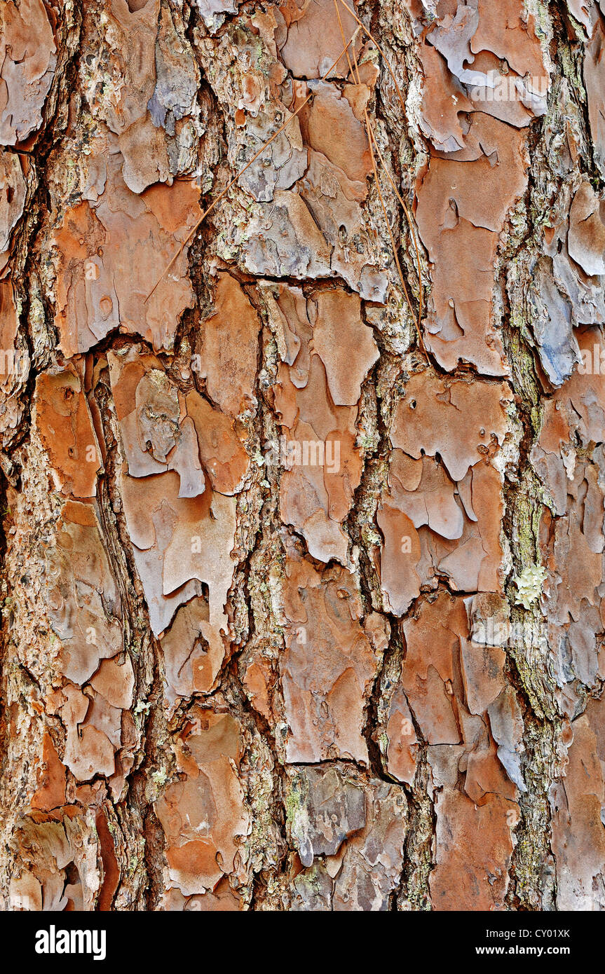 Everglades slash pine tree bark hi-res stock photography and images - Alamy