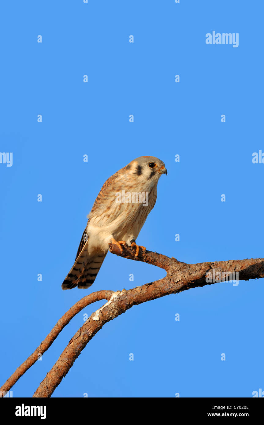 Eurasian kestrel america hi-res stock photography and images - Alamy