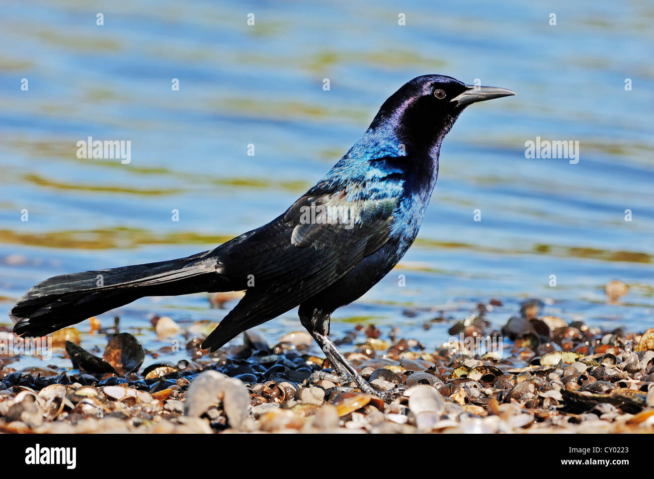 Boat tailed grackle photo hi-res stock photography and images - Alamy