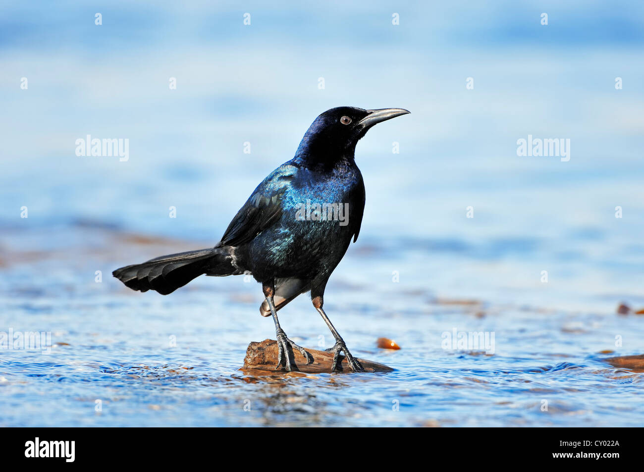 Boat-tailed Grackle (Quiscalus major), male, Myakka River State Park ...