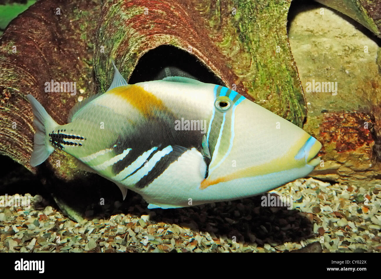 Picasso Triggerfish (Rhinecanthus aculeatus), in captivity Stock Photo ...