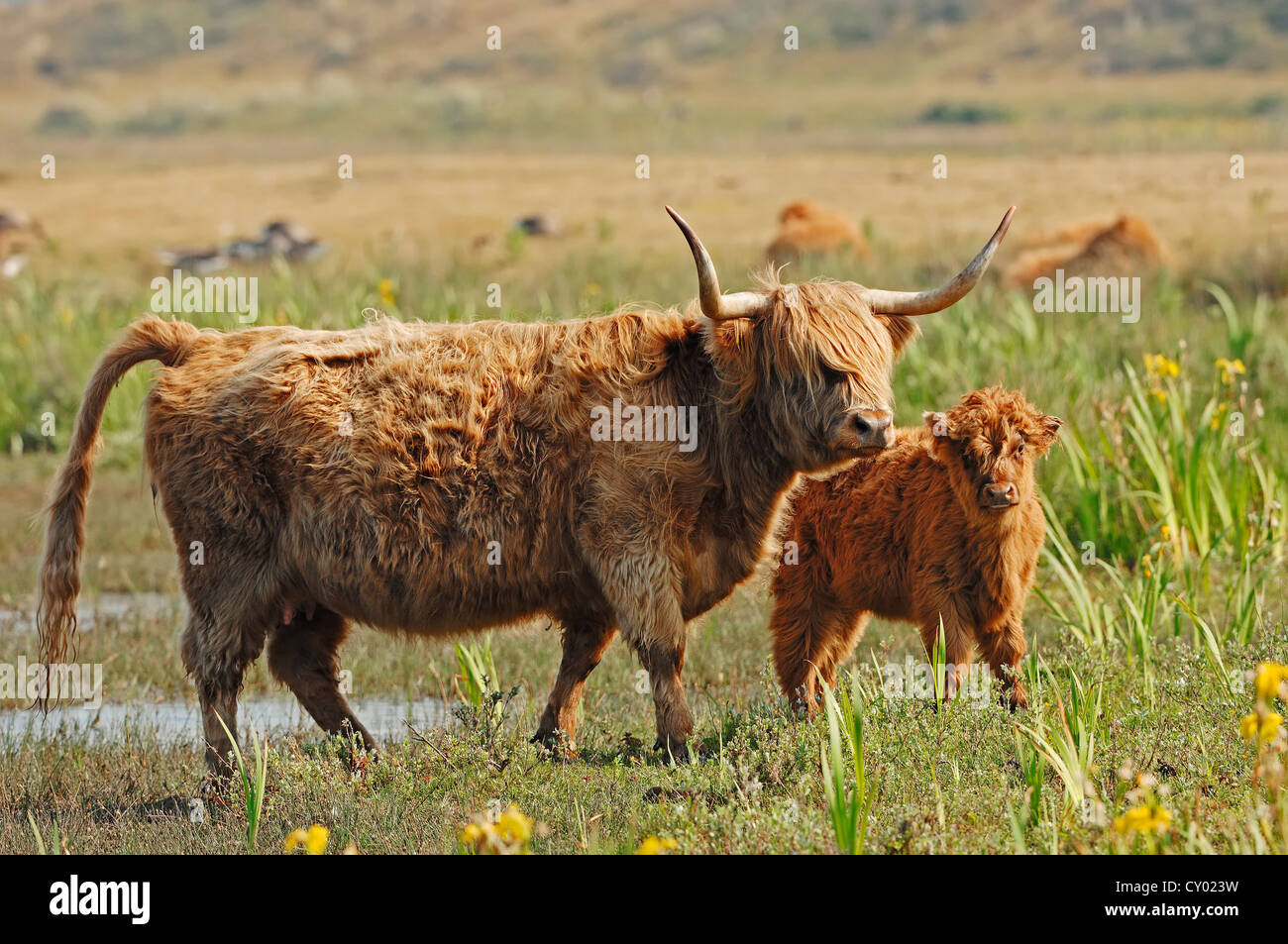 Scottish Highland Cattle (Bos primigenius f. taurus), cow with calf ...