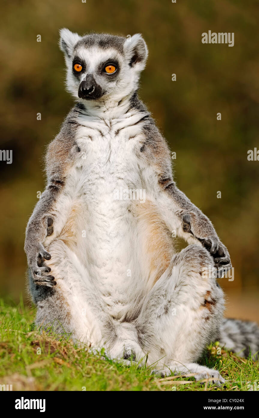 Ring-tailed Lemur (Lemur catta), male, native to Madagascar, in ...