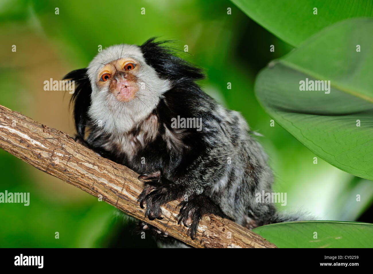 White-headed Marmoset, Tufted-ear Marmoset or Geoffrey's Marmoset ...