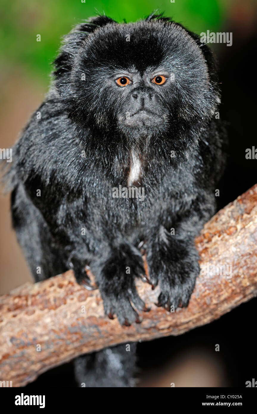 Goeldis monkey callimico goeldii hi-res stock photography and images ...