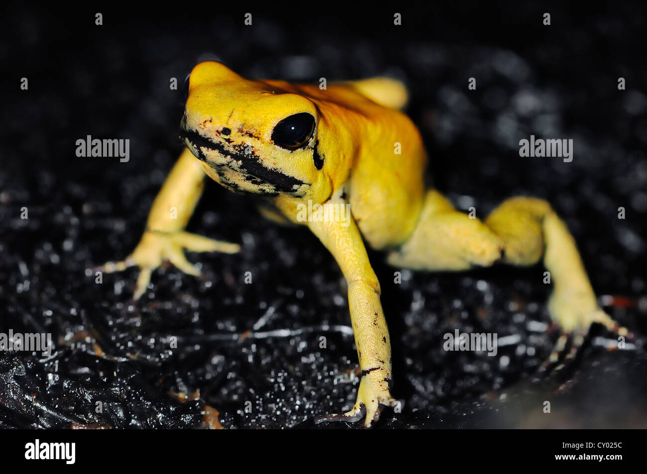 Golden Poison Frog or Golden Dart Frog (Phyllobates terribilis), native ...