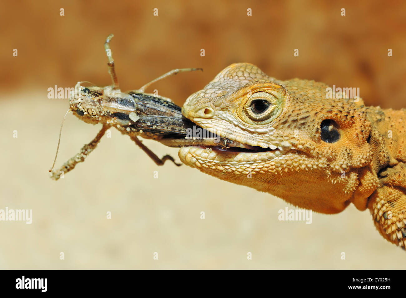 Star Agama or Common Hardun (Agama stellio, Laudakia stellio) eating a ...