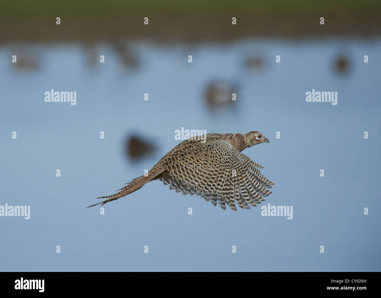 Flying pheasant hi-res stock photography and images - Alamy