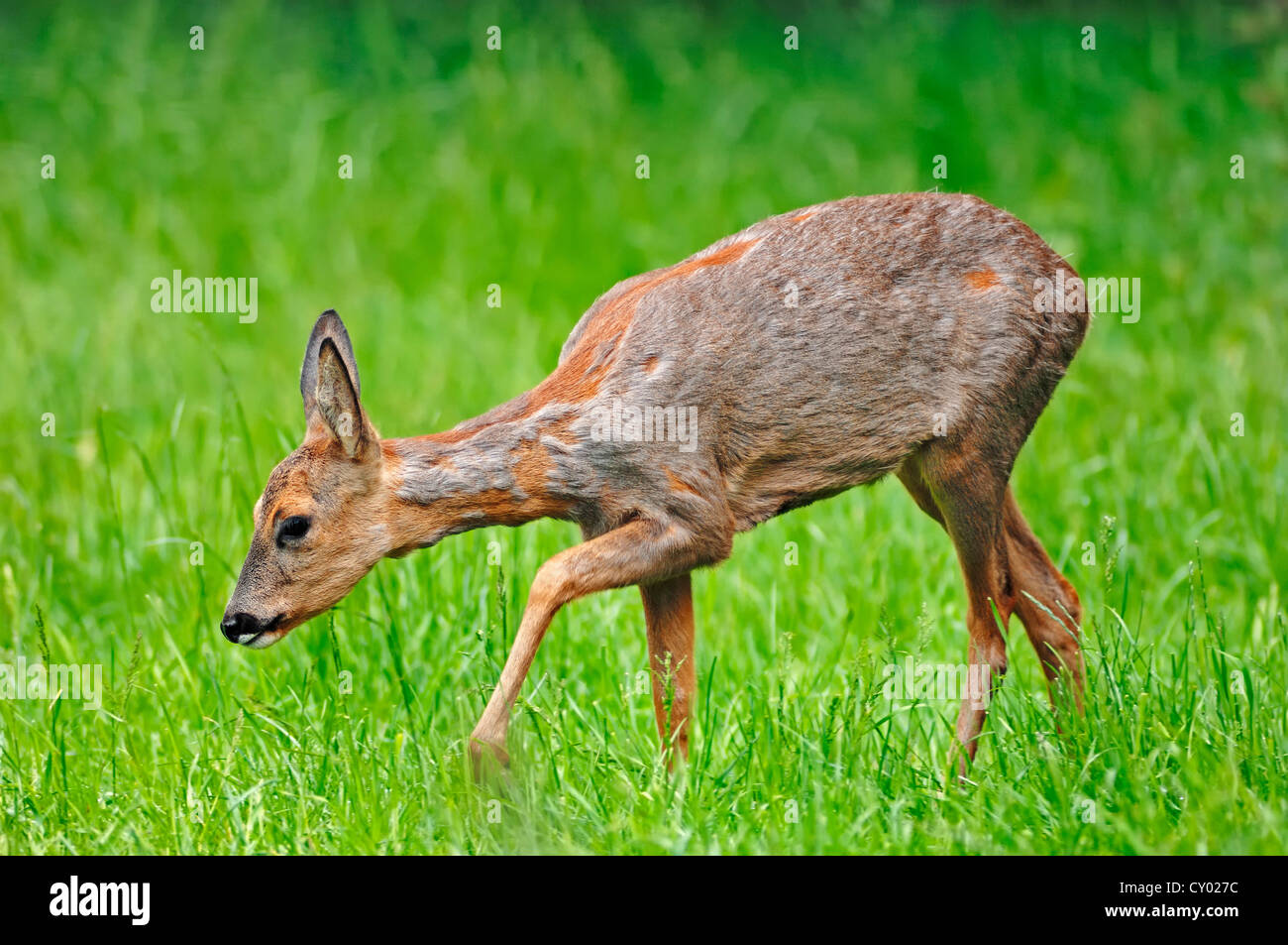 Roe Deer (Capreolus capreolus), doe, North Rhine-Westphalia Stock Photo ...