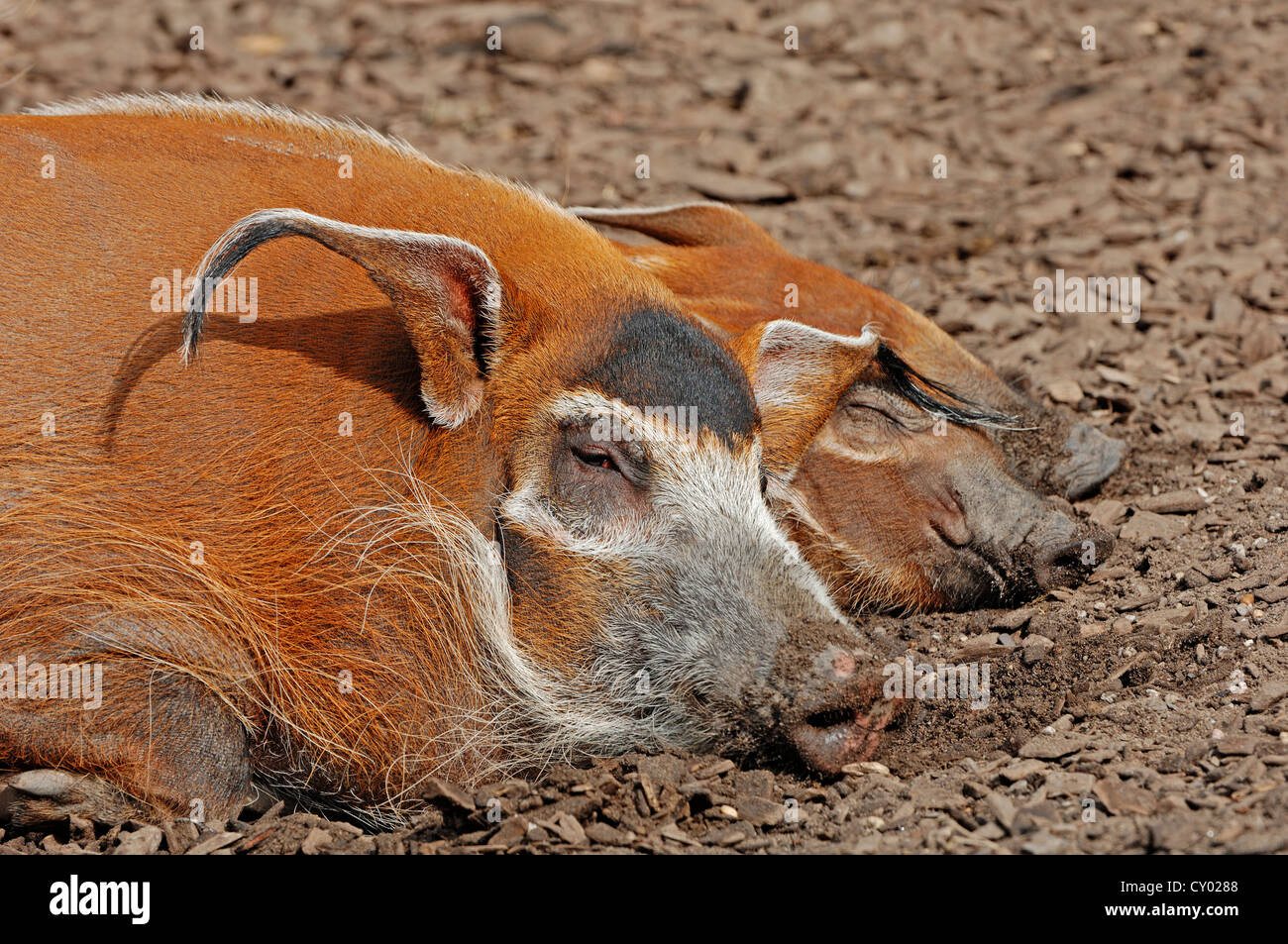 Porcus pictus hi-res stock photography and images - Alamy
